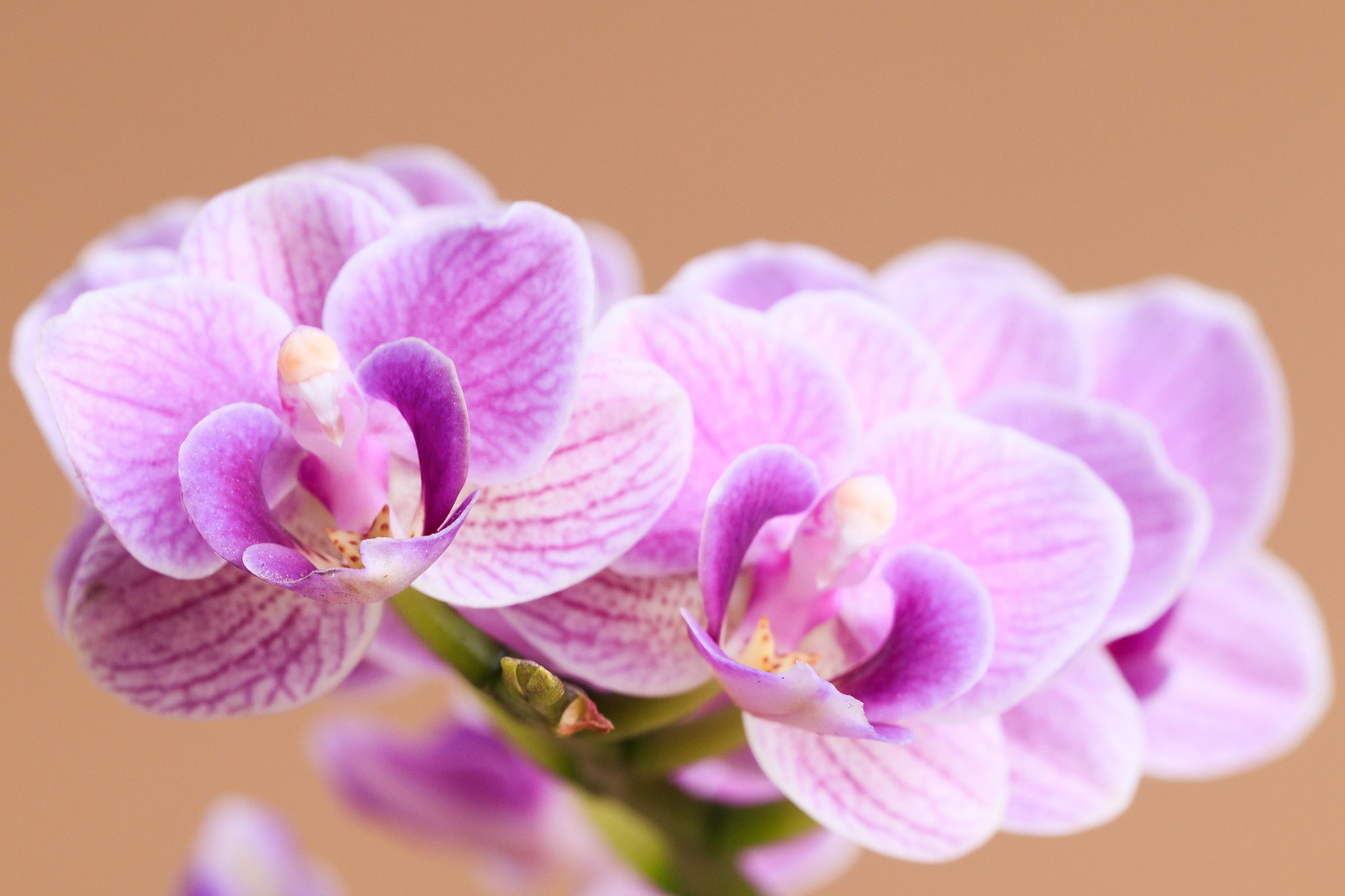 Fotenie kvitnúcich produktov - Violet foto